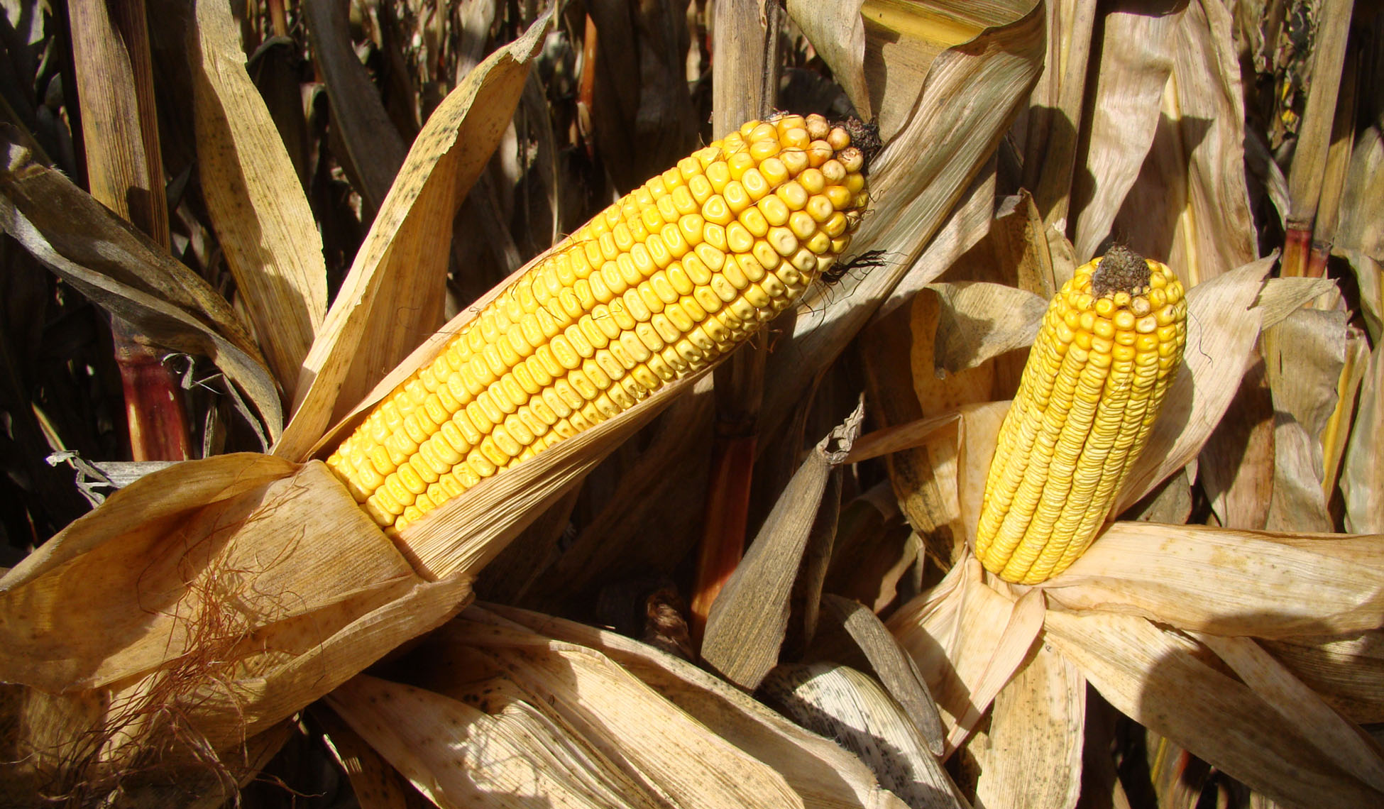 Ear Corn – Wisconsin Corn