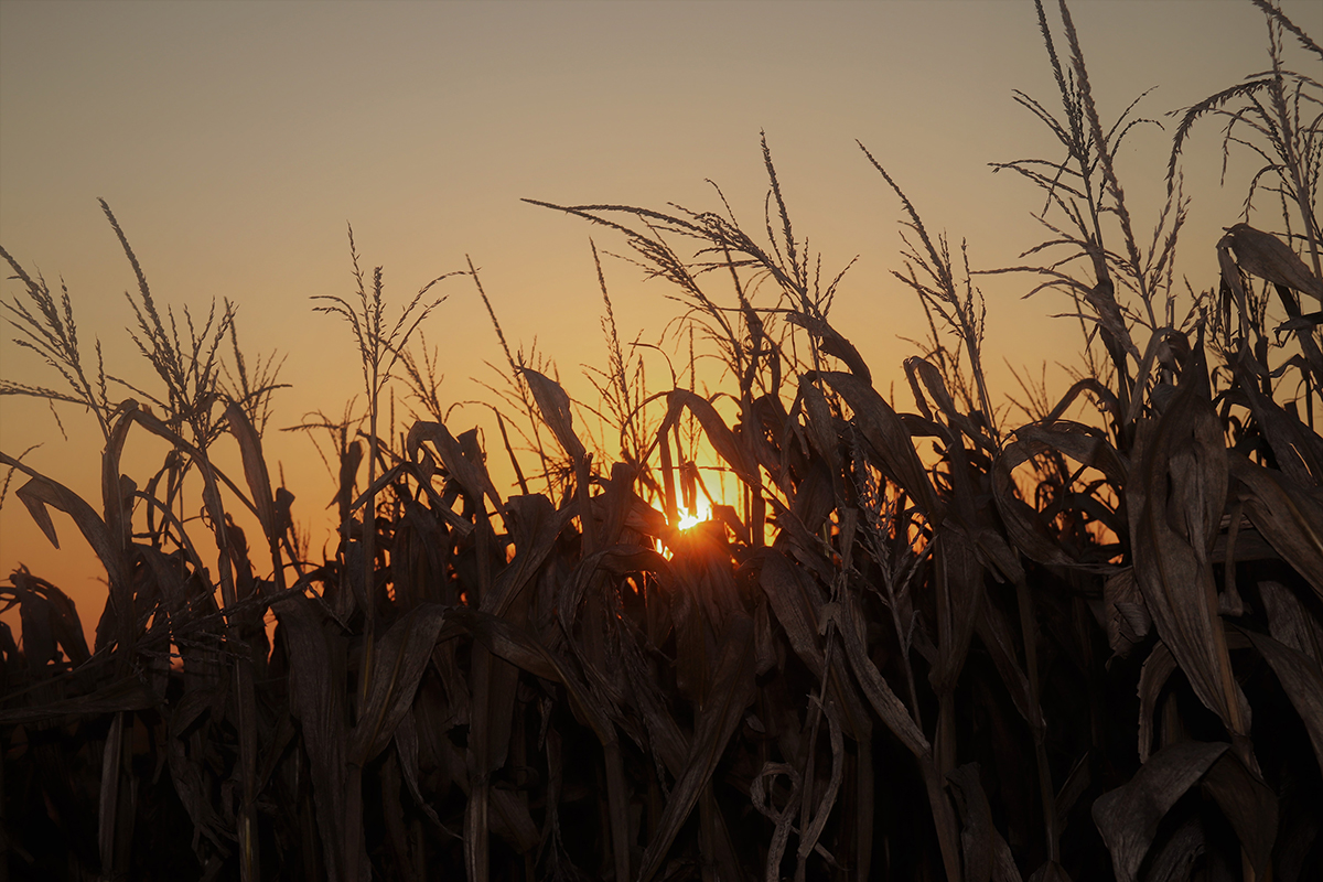 Wisconsin Corn (WGCA) | Serving Wisconsin Corn Growers