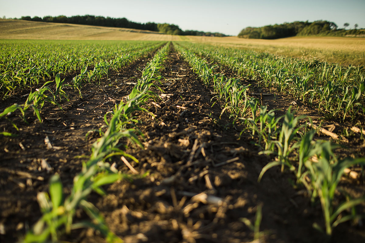 Wisconsin Corn (WGCA) | Serving Wisconsin Corn Growers