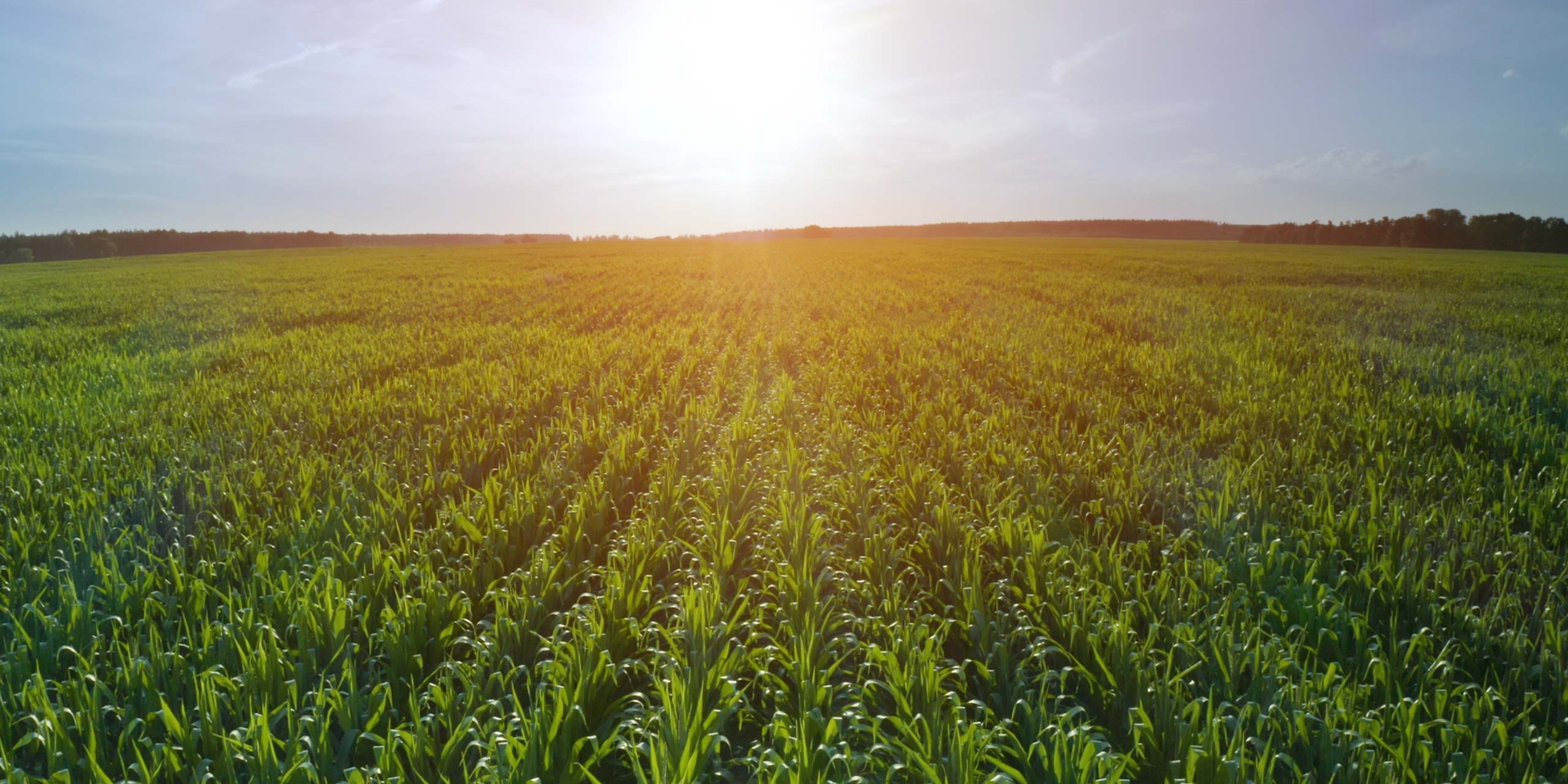 News for Wisconsin Corn Growers | Wisconsin Corn (WCGA)