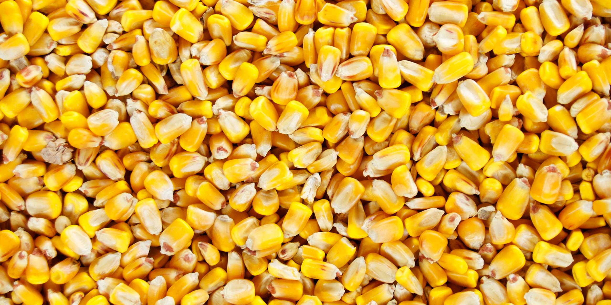 Entries being accepted for Wisconsin Corn Growers Association’s 2023 ...