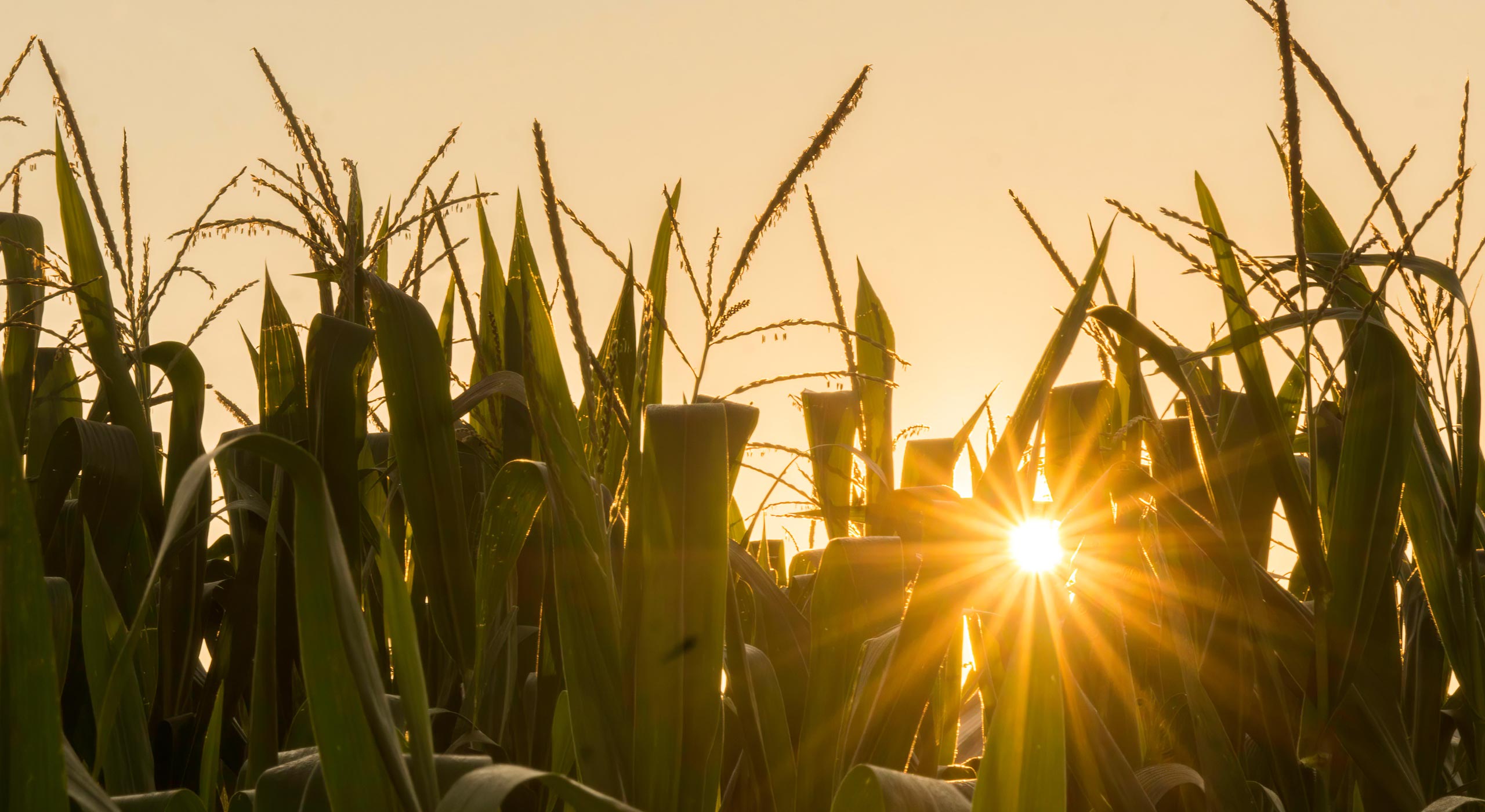 Field-of-Corn.com photo contest results announces winners - Wisconsin Corn